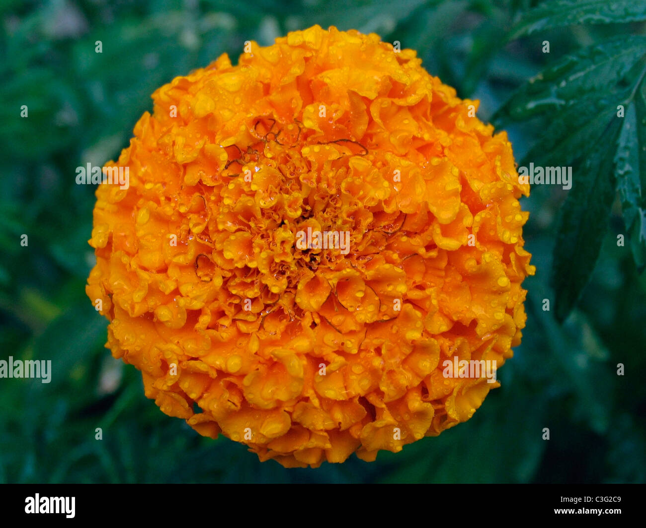 Marigold flower, Calendula officinalis (LINN Stock Photo - Alamy