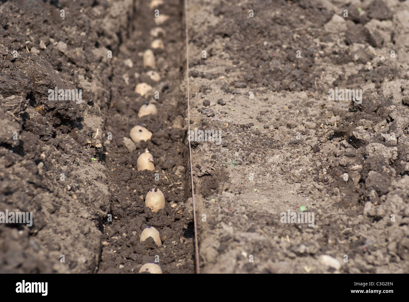 A row of chitted seed potatoes planted in a trench Stock Photo - Alamy