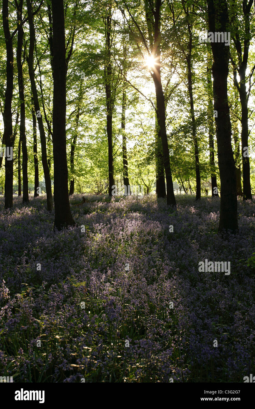 Hertfordshire sunrise hi-res stock photography and images - Alamy