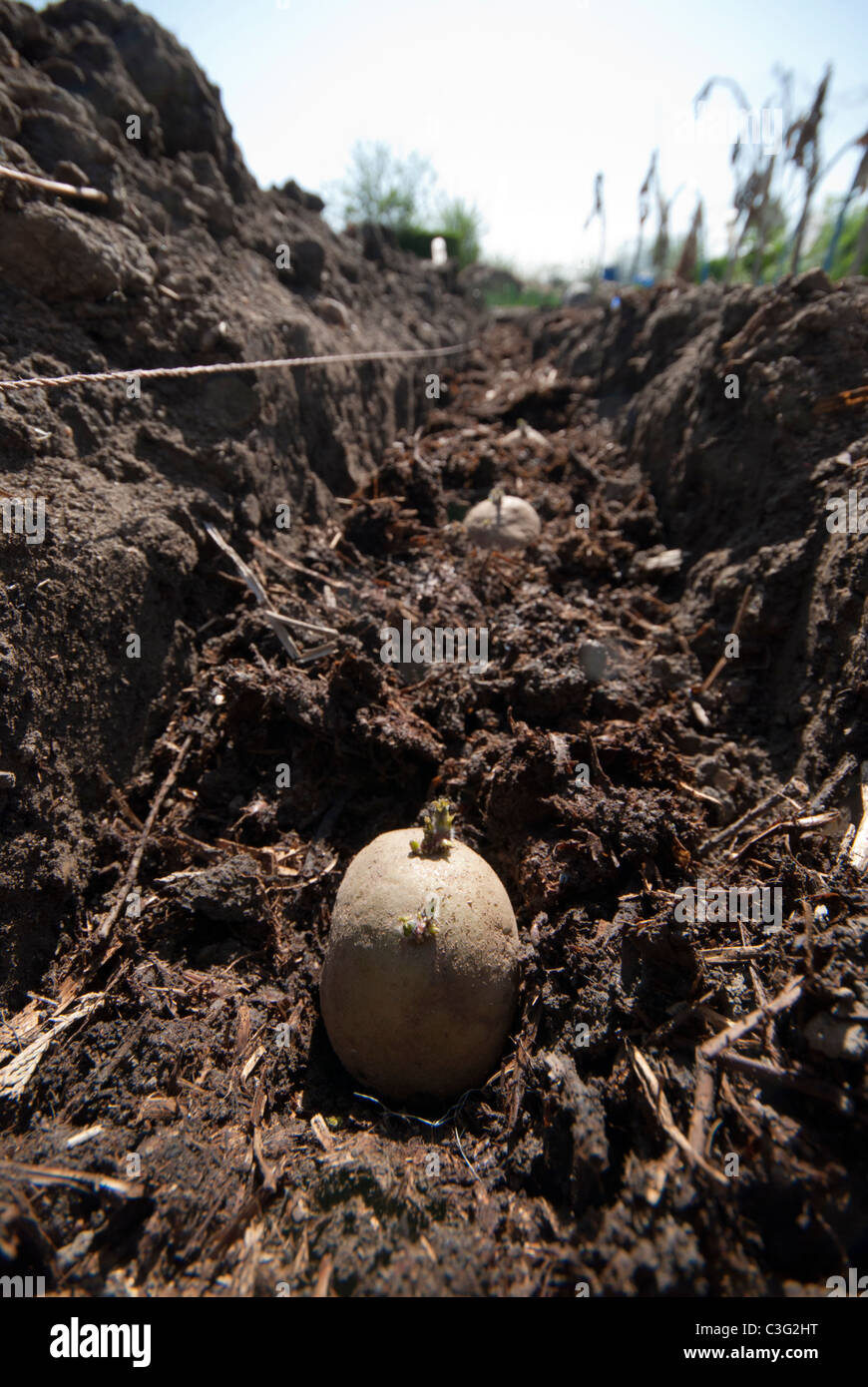 A row of chitted seed potatoes planted in a trench Stock Photo - Alamy
