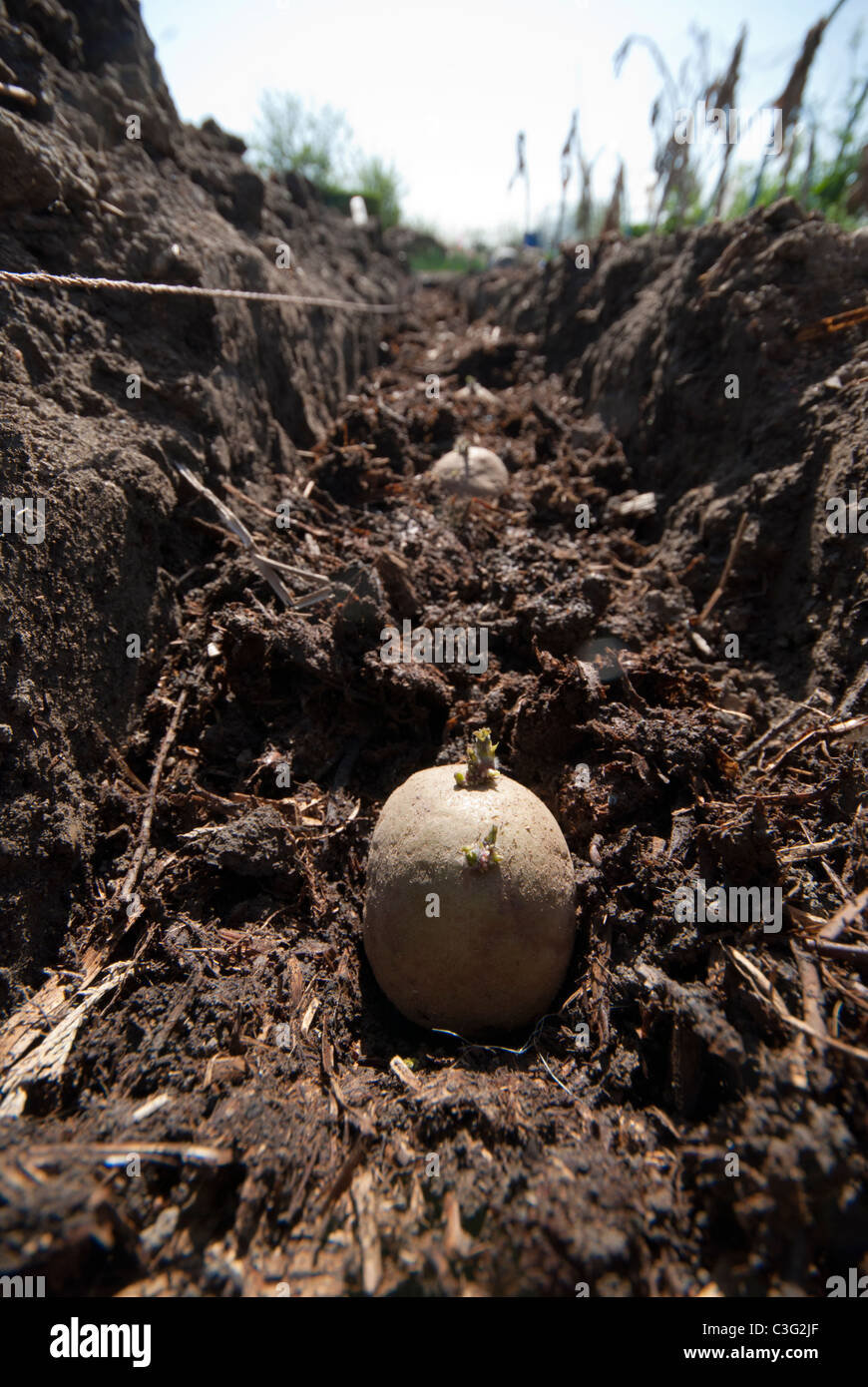A row of chitted seed potatoes planted in a trench Stock Photo - Alamy