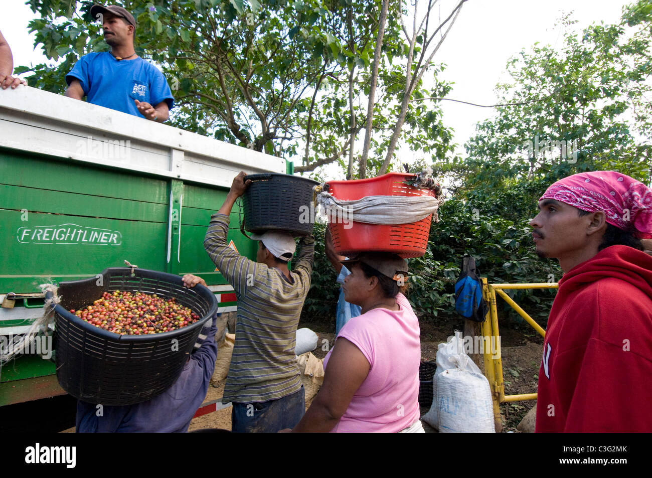 Coffee picking costa rica hi-res stock photography and images - Alamy
