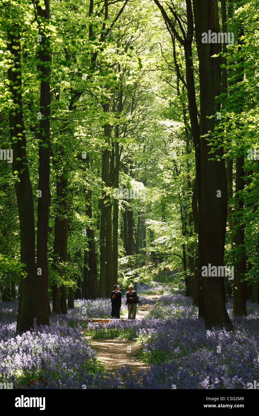 People walking in spring [bluebell wood], [Dockey Wood], [Ashridge ...