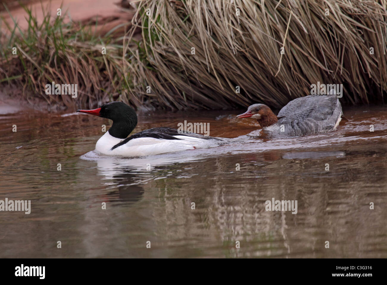 Male and female common mergansers hi-res stock photography and images ...