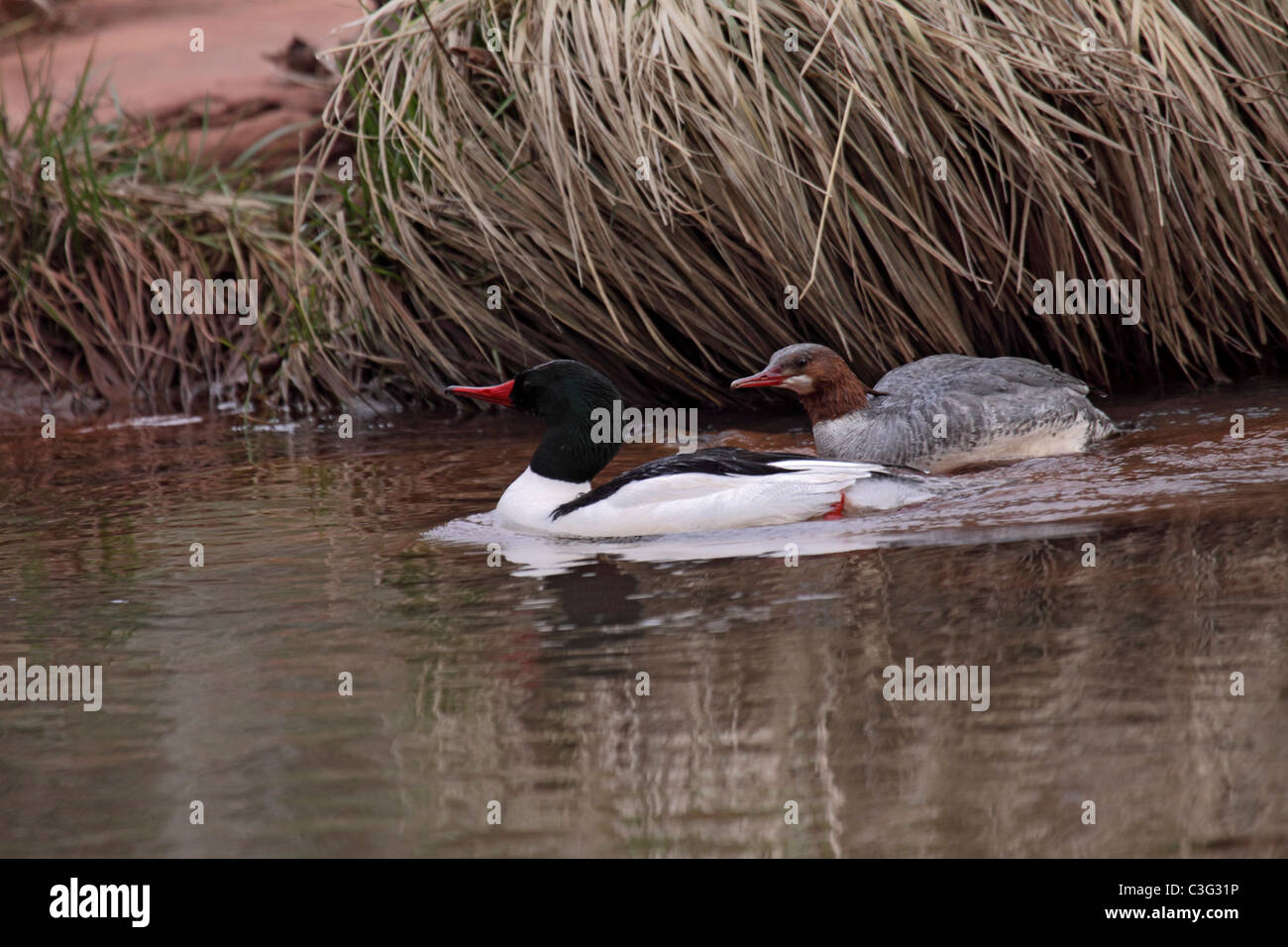 Goosander couple hi-res stock photography and images - Alamy