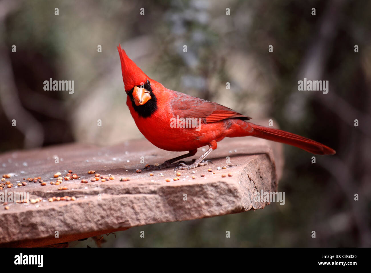 Northern cardinal feeding at stone bird table in Arizona Stock Photo ...