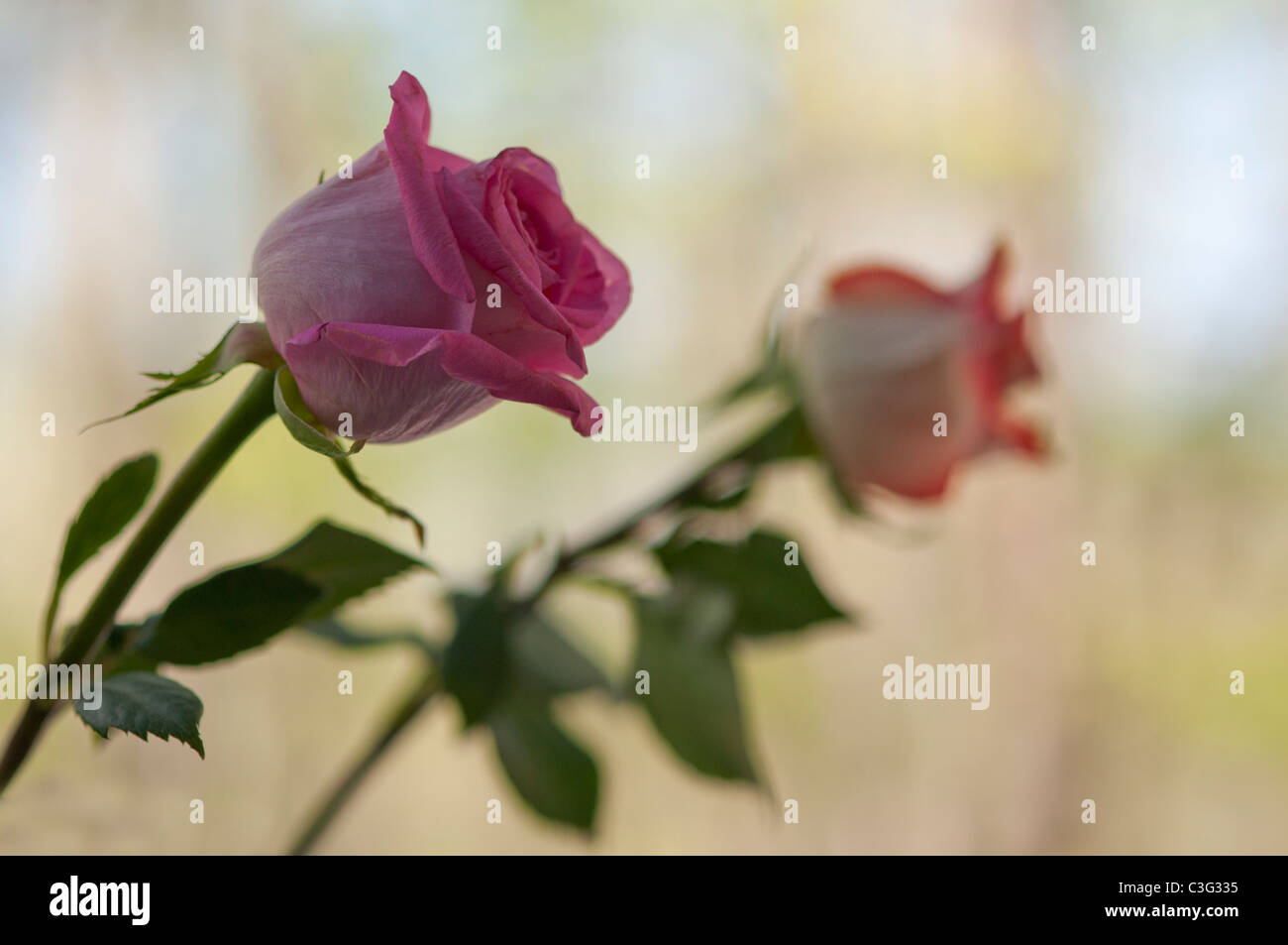 Long stemmed roses hi-res stock photography and images - Alamy
