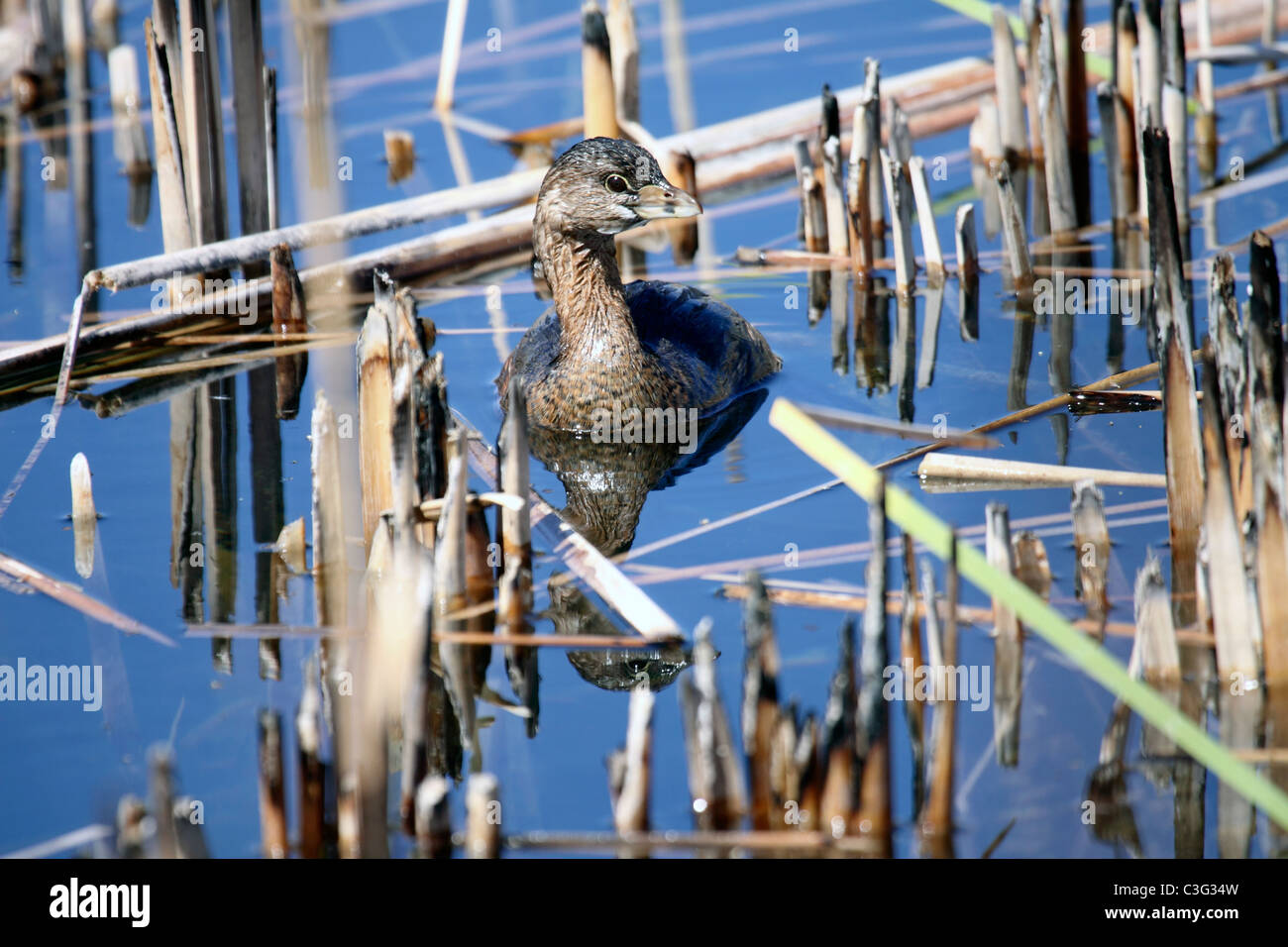 Pied billed grebe Podilymbus podiceps with reflection on lake in ...