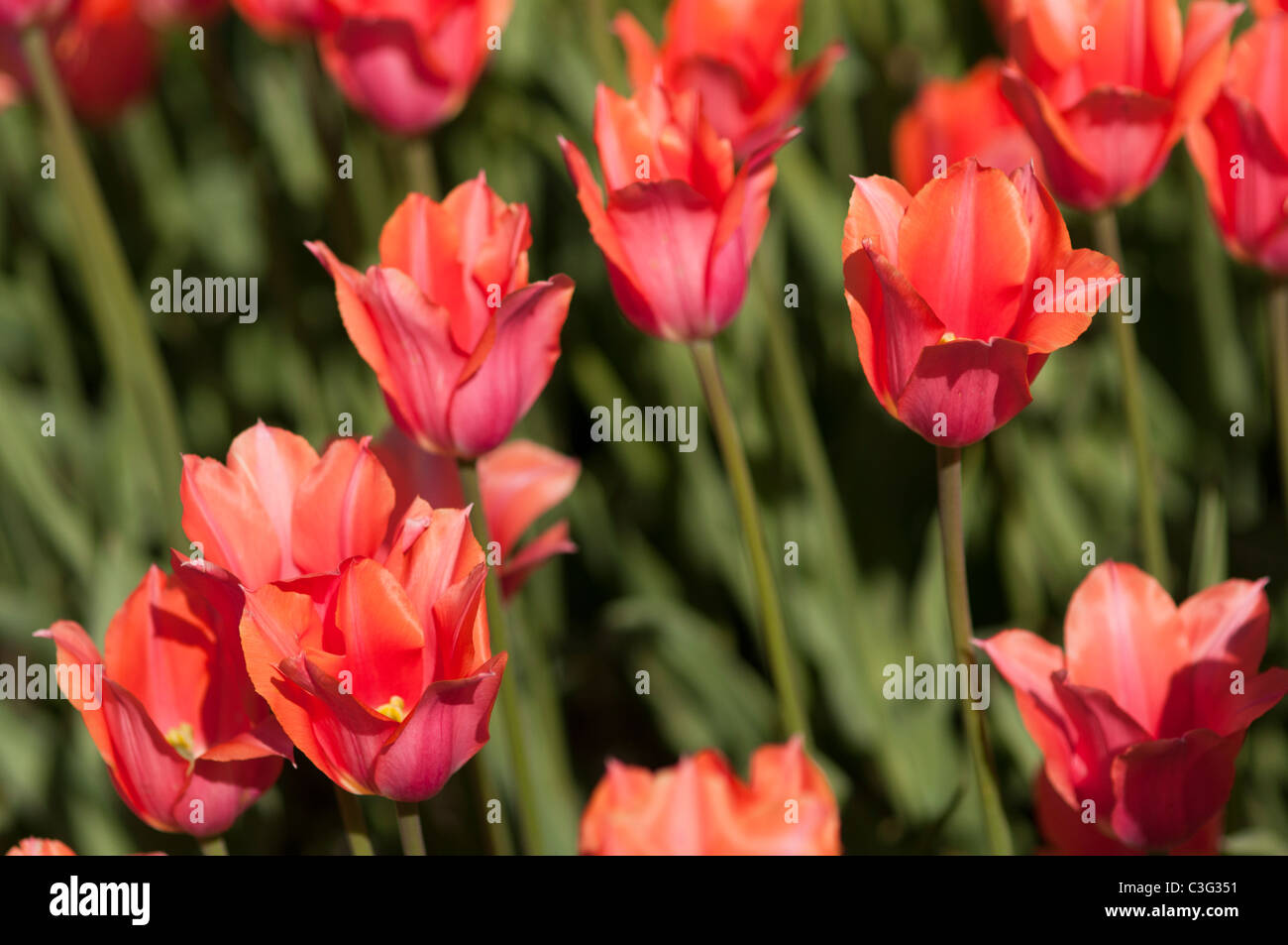 Fancy tulips at Highland Park in Rochester NY USA Stock Photo - Alamy