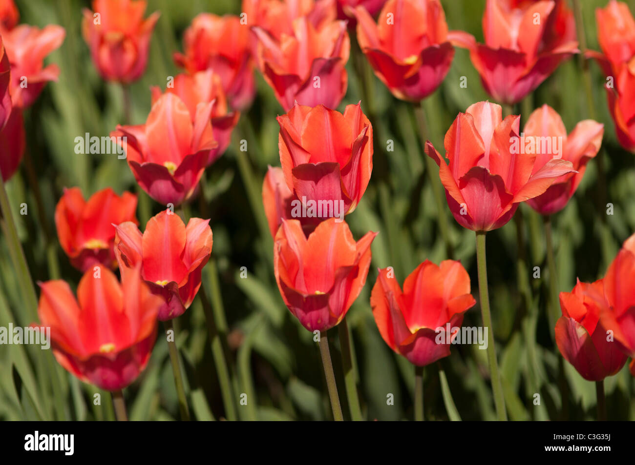Fancy tulips at Highland Park in Rochester NY USA Stock Photo - Alamy