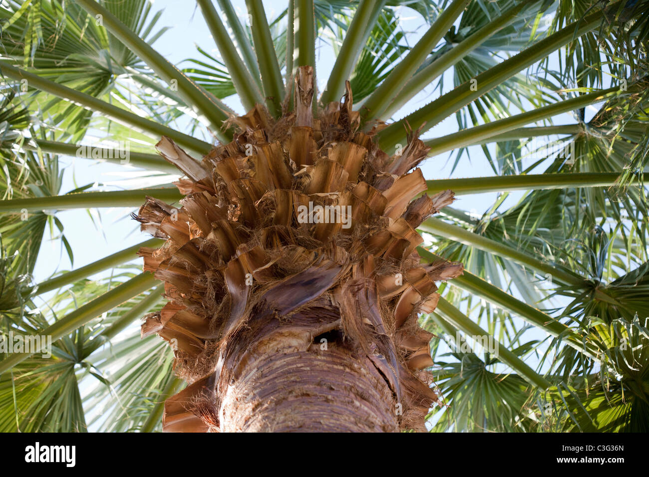 Close up of the nut section of a date palm with the leaves forming a ...