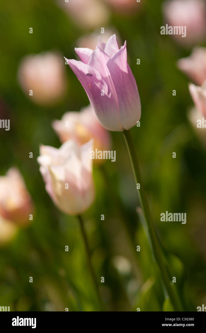 Fancy tulips at Highland Park in Rochester NY USA Stock Photo - Alamy