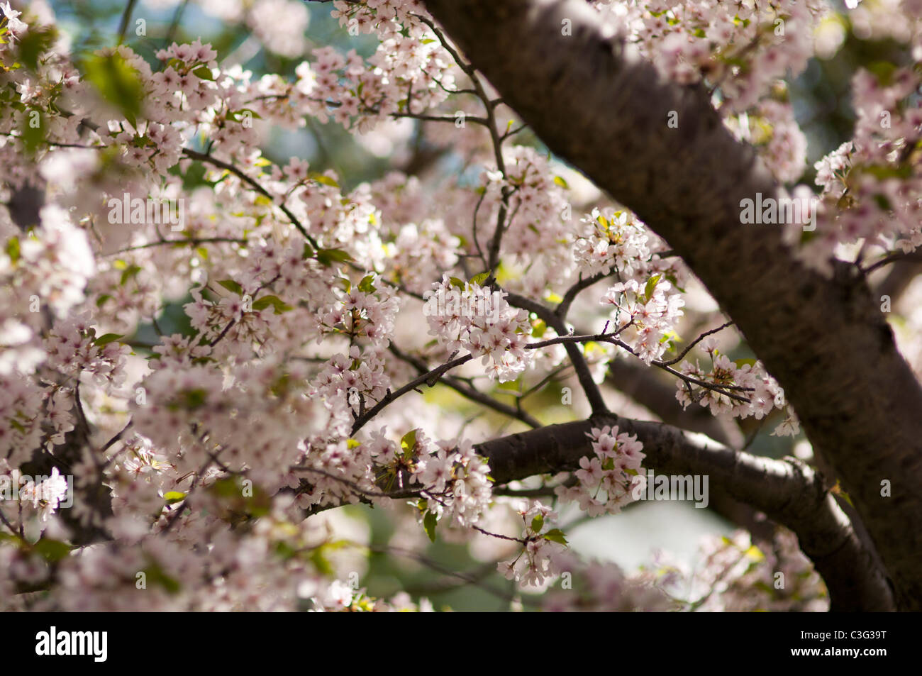 Ornamental fruit tree in full bloom Stock Photo - Alamy