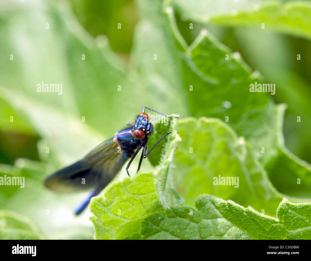 blue damsel fly Stock Photo - Alamy