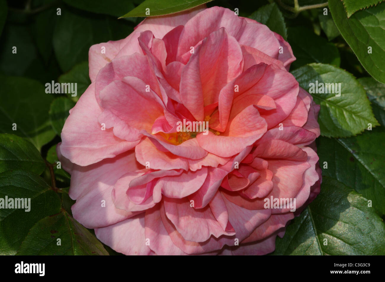 Aloha Rose Stock Photos & Aloha Rose Stock Images - Alamy