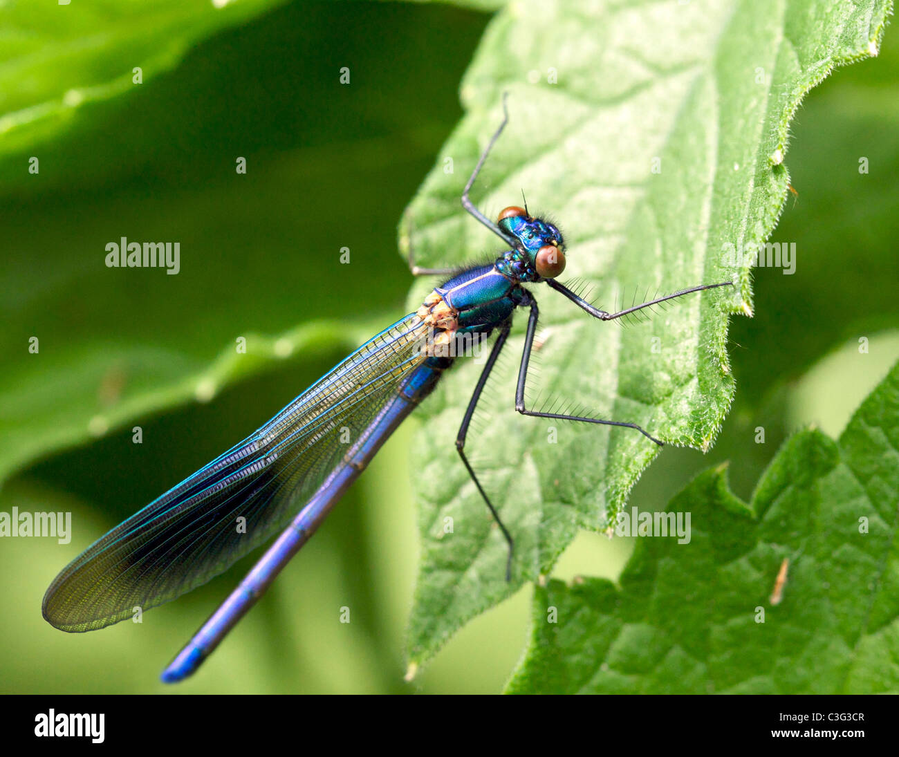 blue damsel fly Stock Photo - Alamy