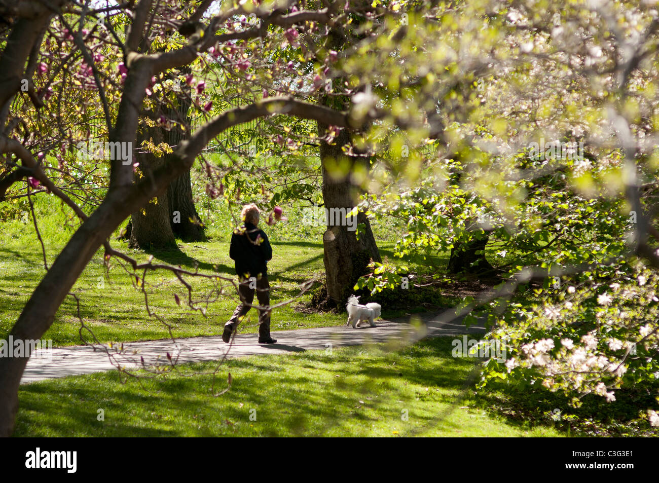 Walking dog spring hi-res stock photography and images - Alamy