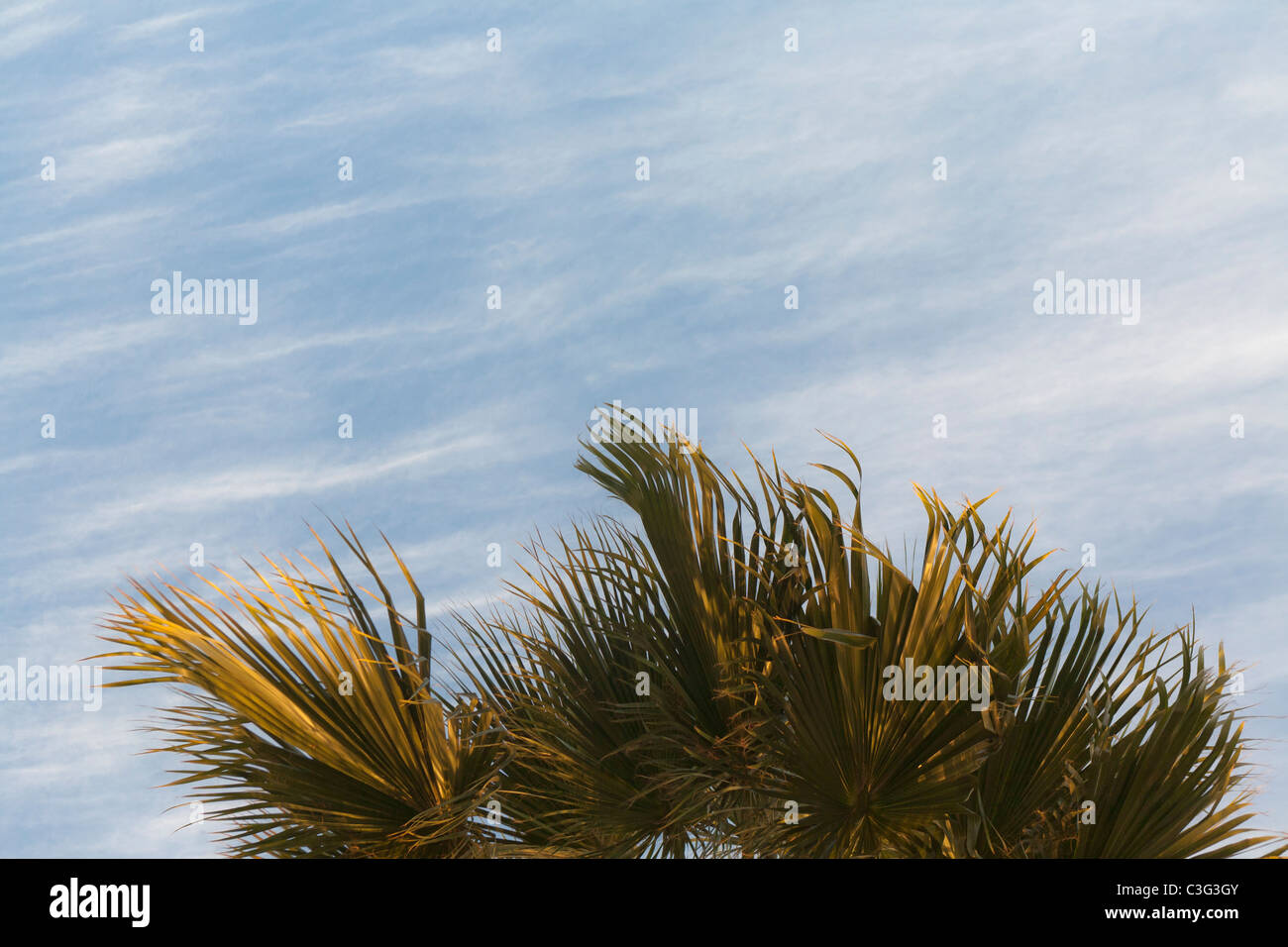 Top of a date palm centred against a lightly cloud mottled blue sky ...