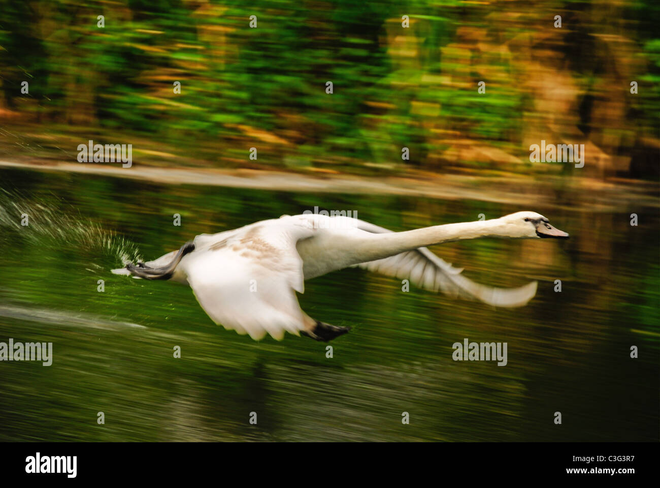 Swan taking off hi-res stock photography and images - Alamy