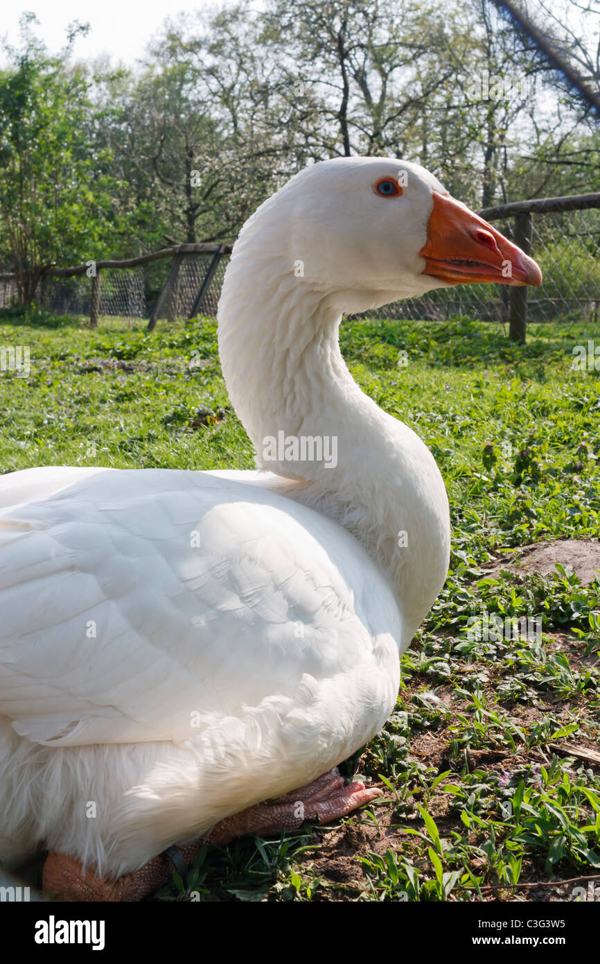 Portrait of an Embden goose Stock Photo - Alamy