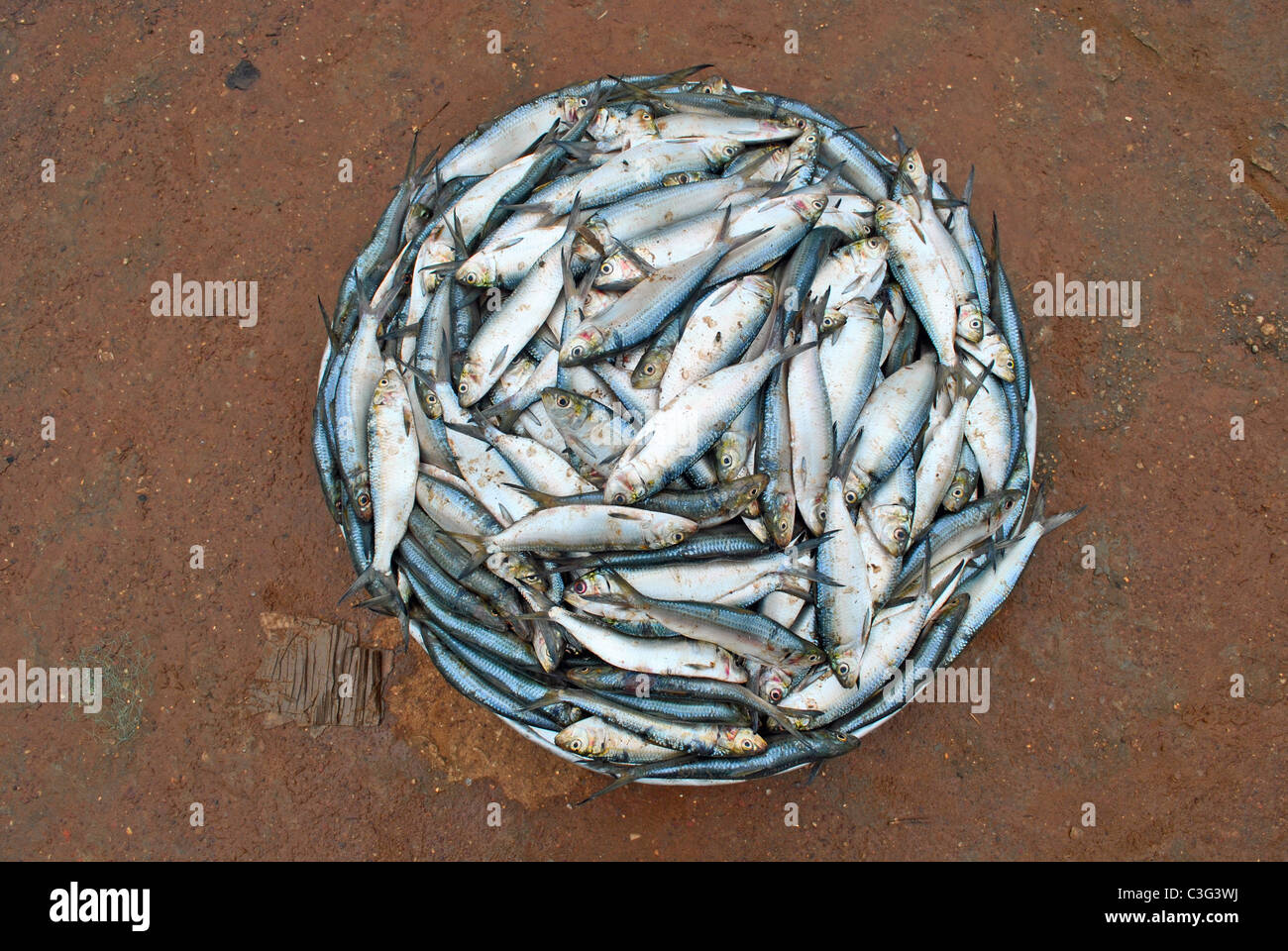 Bucket of fish, Ivory Coast Stock Photo - Alamy