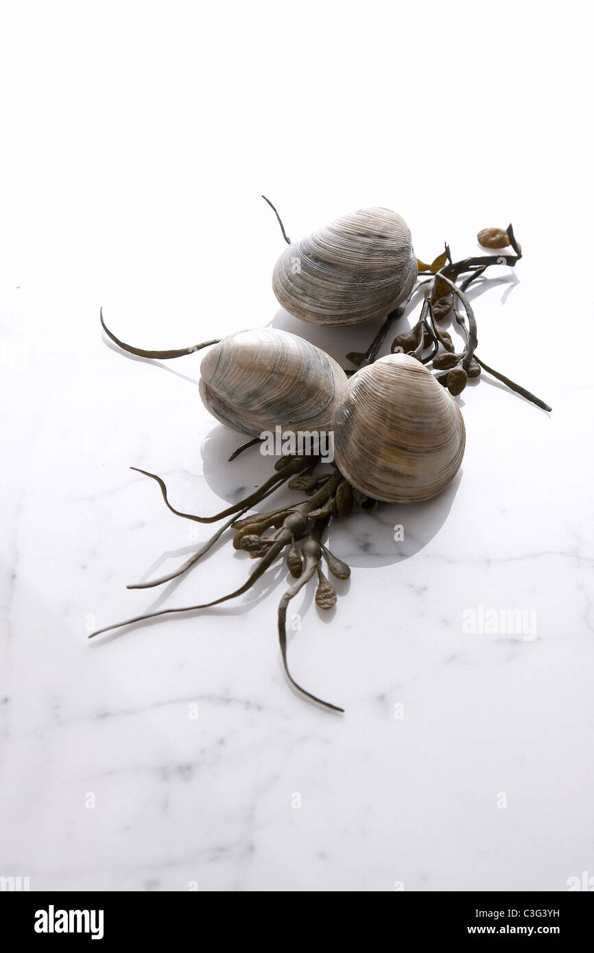 Clams hi-res stock photography and images - Alamy