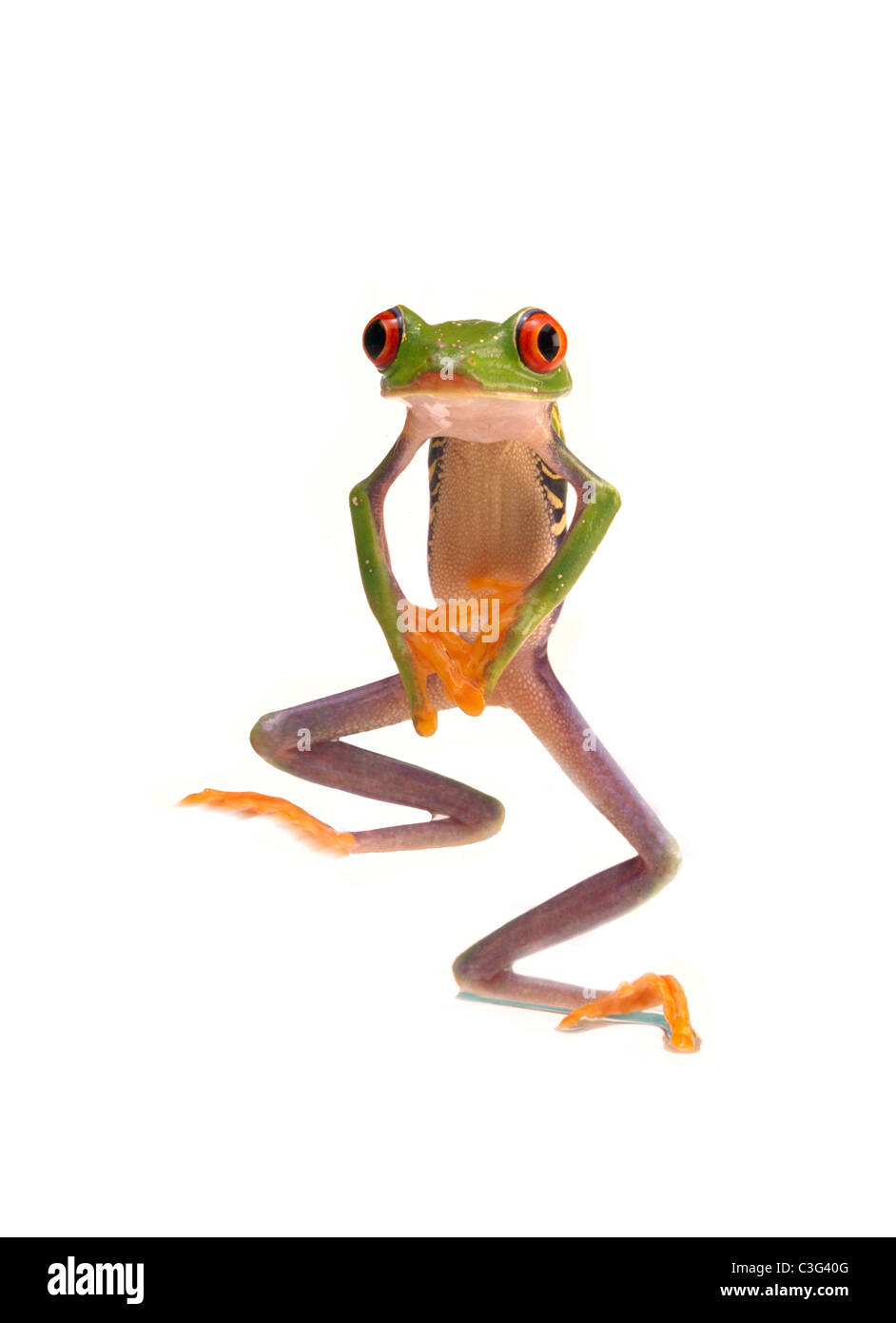 Dancing Frog Gif