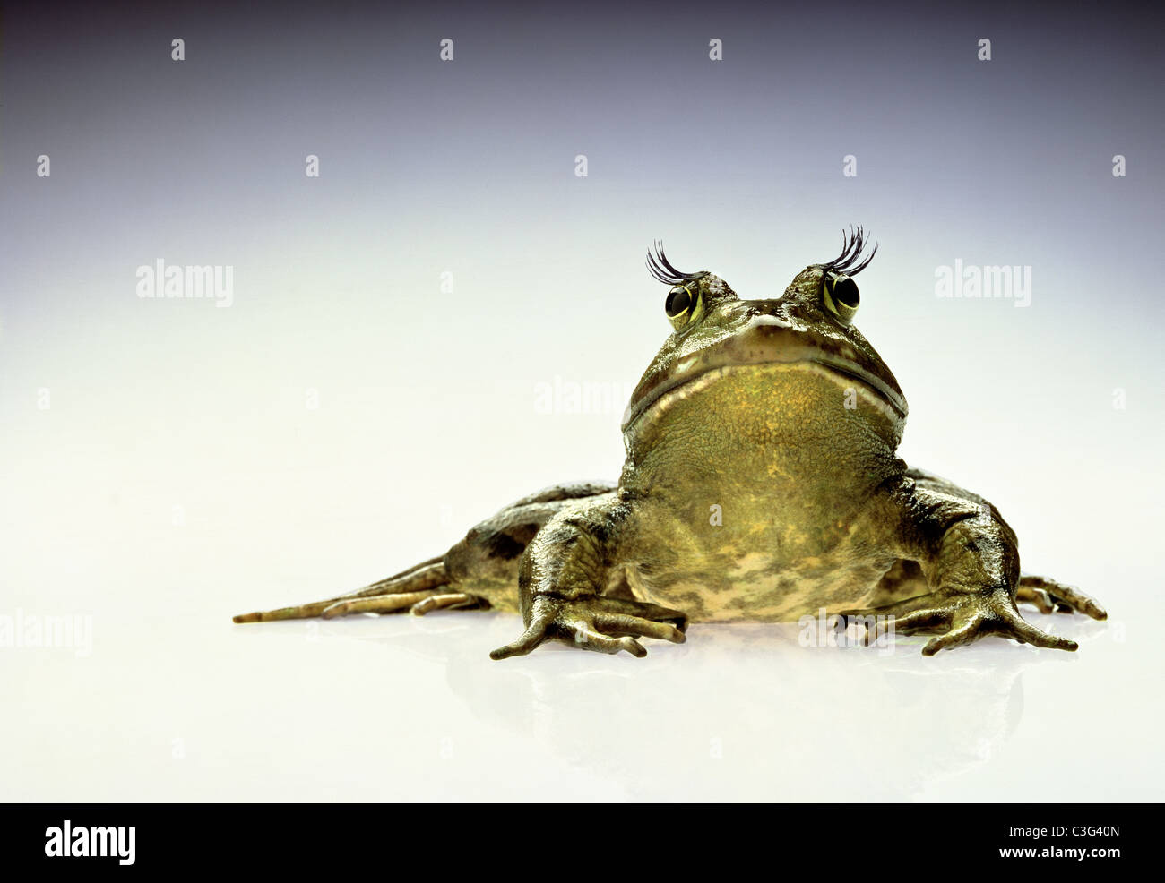 Frog with eyelashes Stock Photo - Alamy