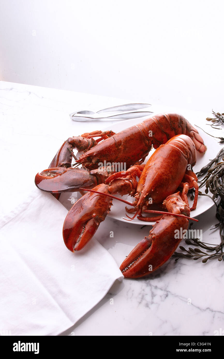 Lobster isolated closeup hi-res stock photography and images - Alamy