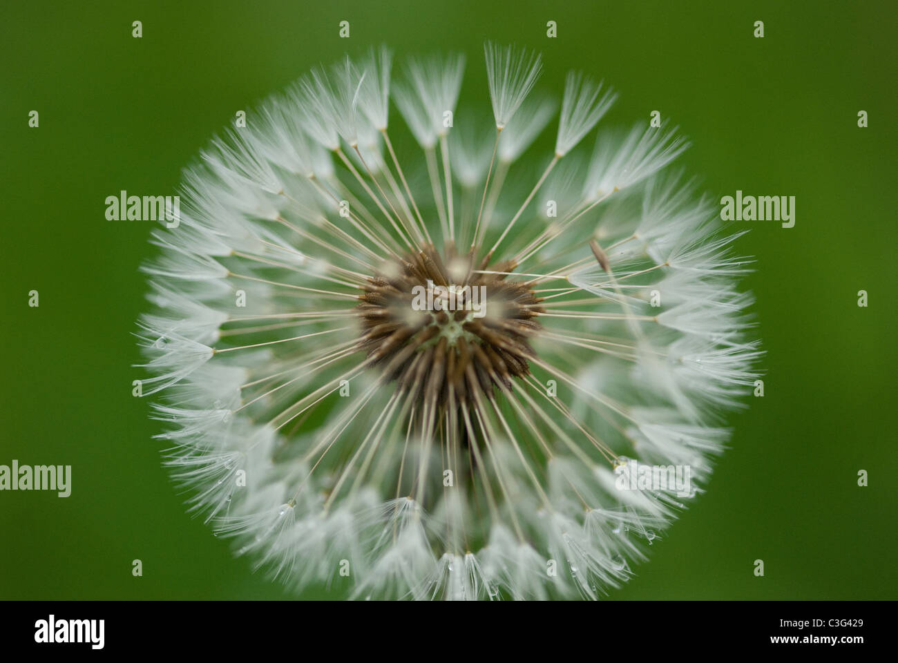 Natures abstract art hi-res stock photography and images - Alamy
