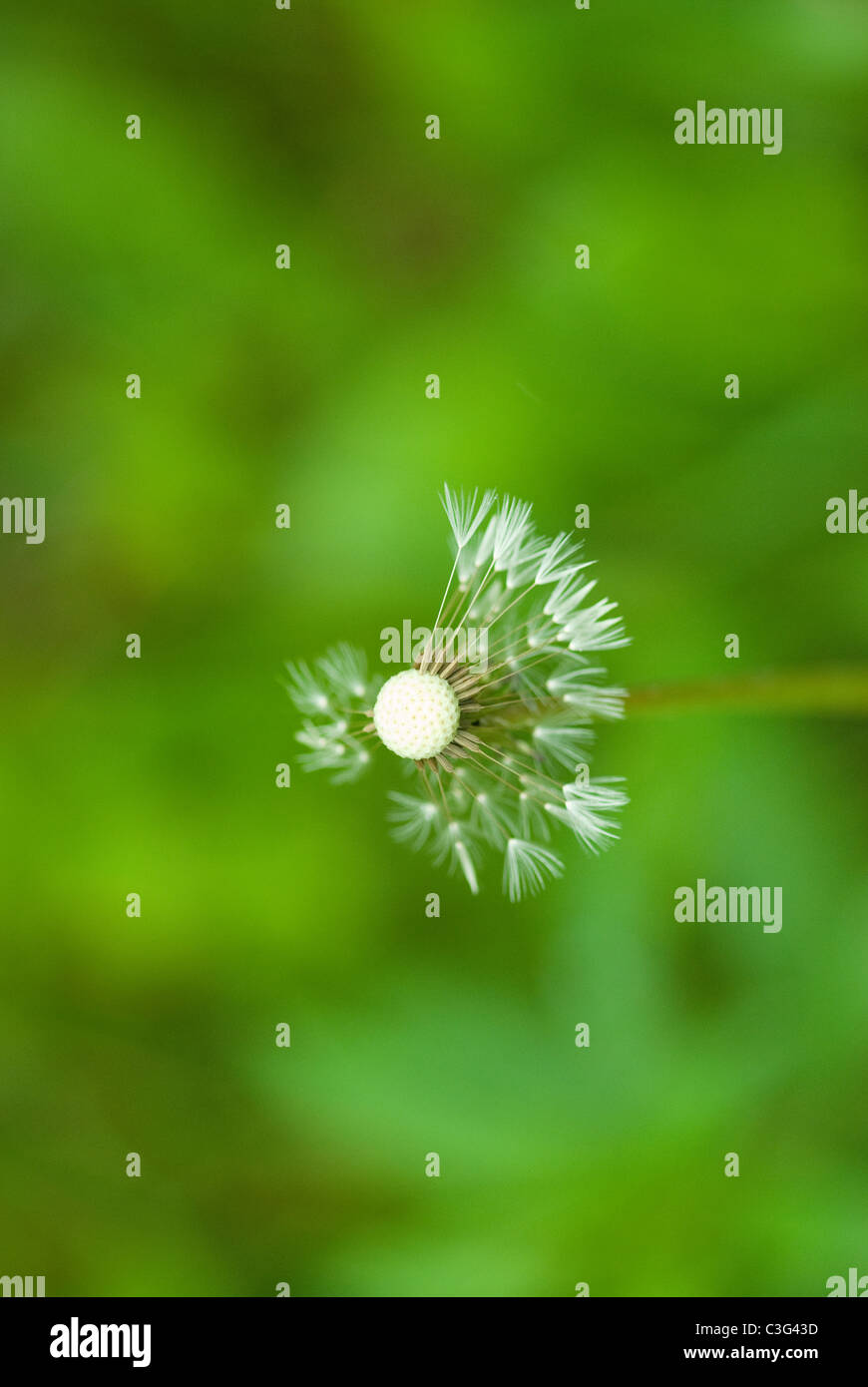 Natures abstract art hi-res stock photography and images - Alamy