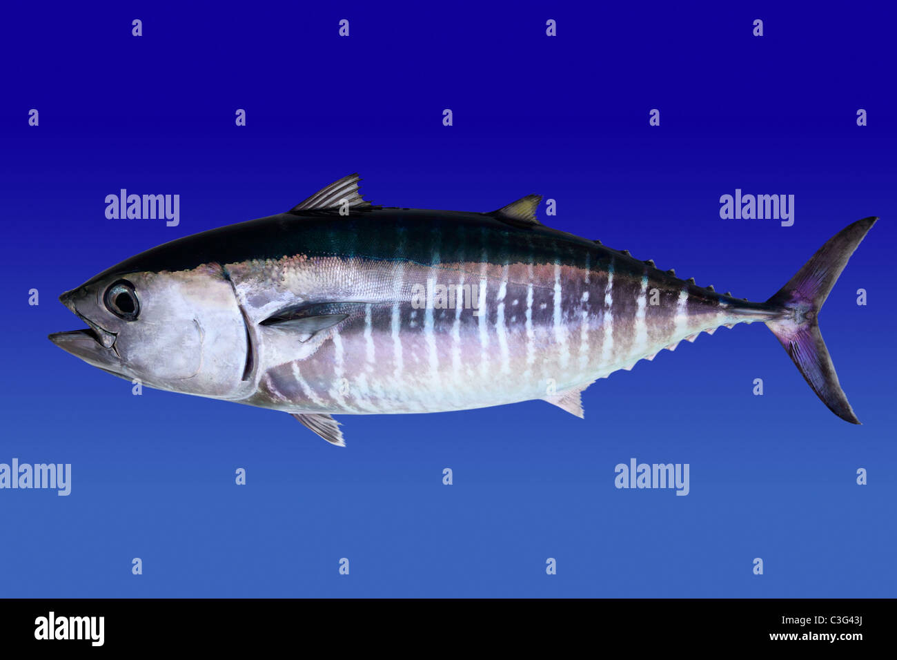 Bluefin tuna isolated on blue background real fish Thunnus thynnus ...