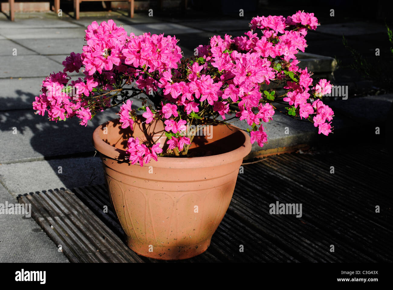 Azalea pot plant hi-res stock photography and images - Alamy