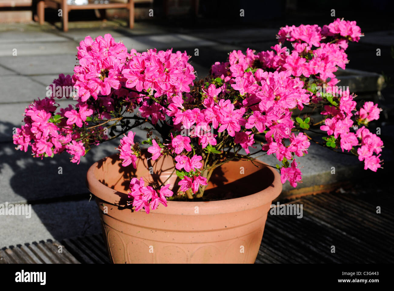 Azalea pot plant hi-res stock photography and images - Alamy