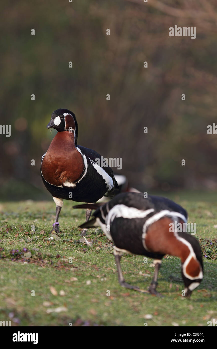 Two Red-breasted Geese (Branta ruficollis) on a meadow Stock Photo - Alamy