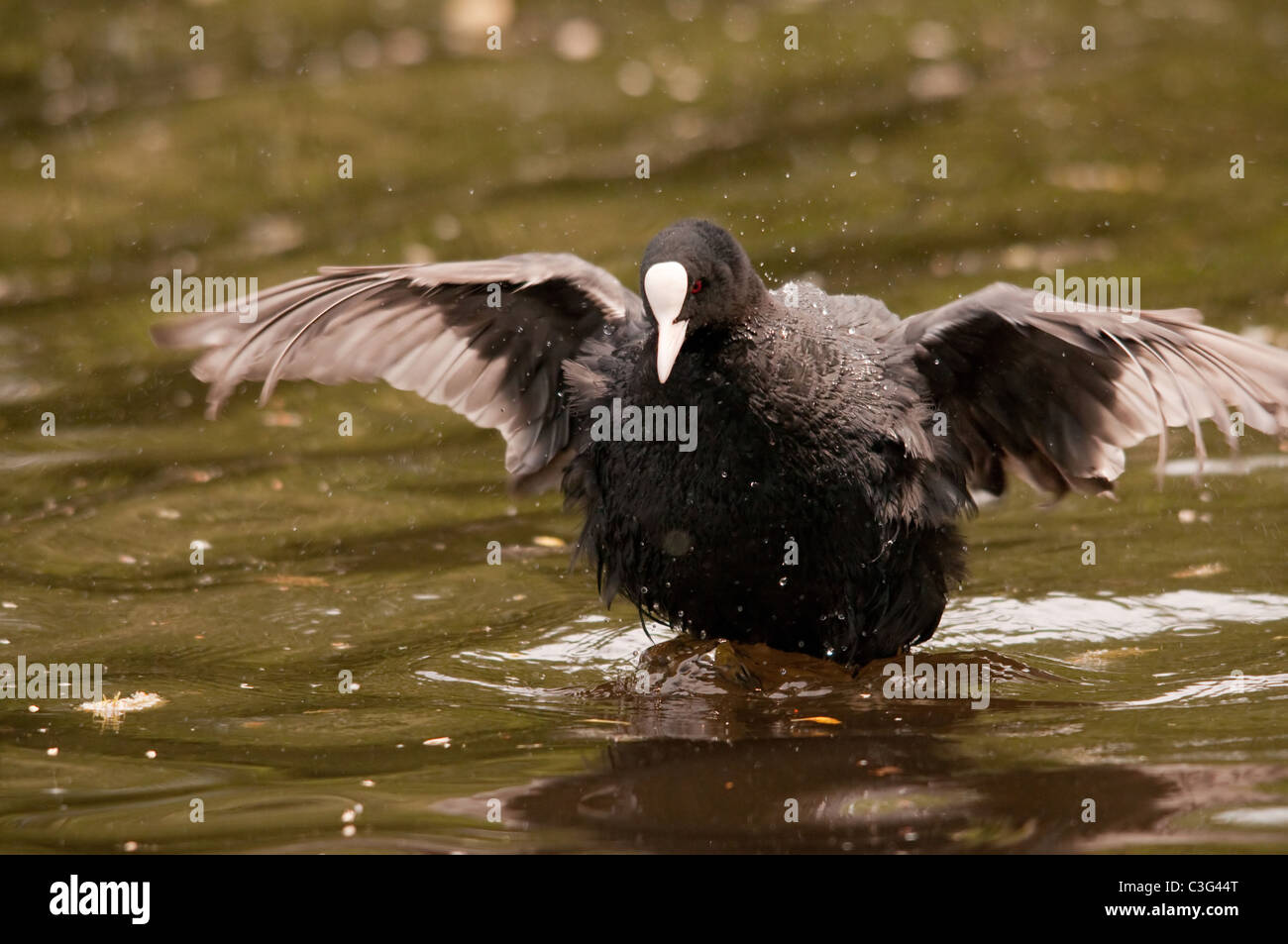 Exercising flapping wings hi-res stock photography and images - Alamy