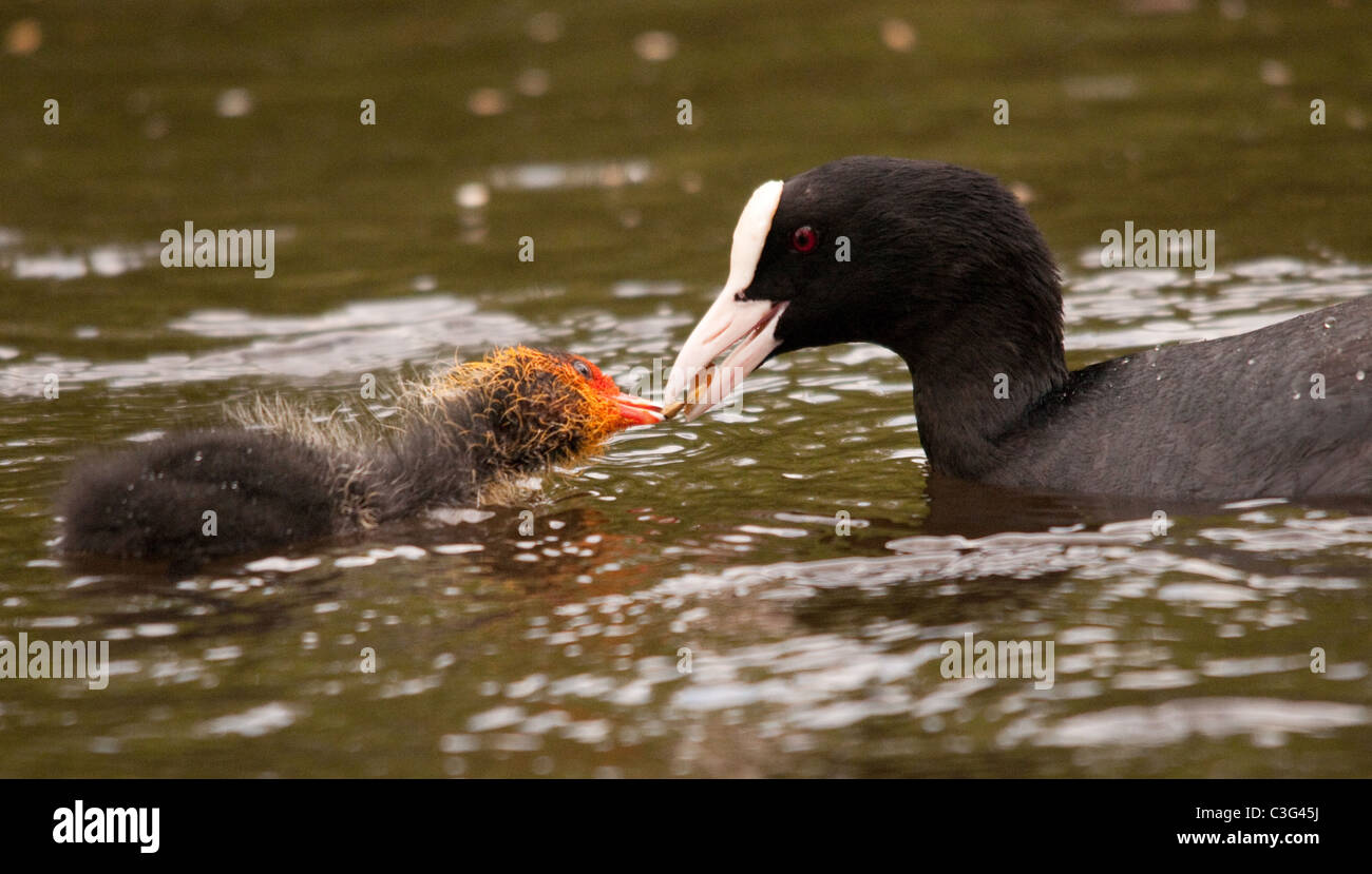coot and coot chick Stock Photo - Alamy