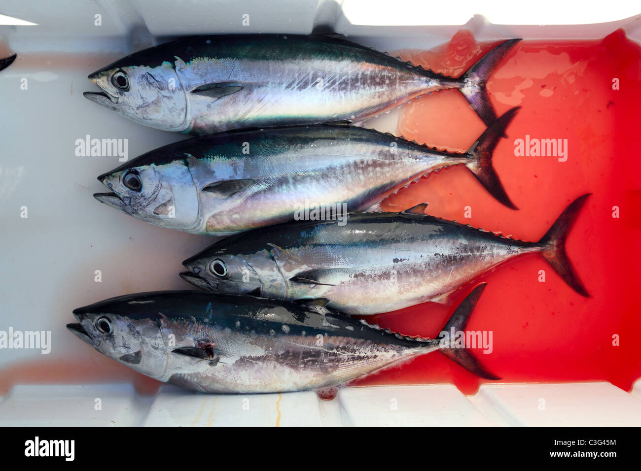 bloody bluefin four tuna fish Thunnus thynnus catch row Stock Photo - Alamy