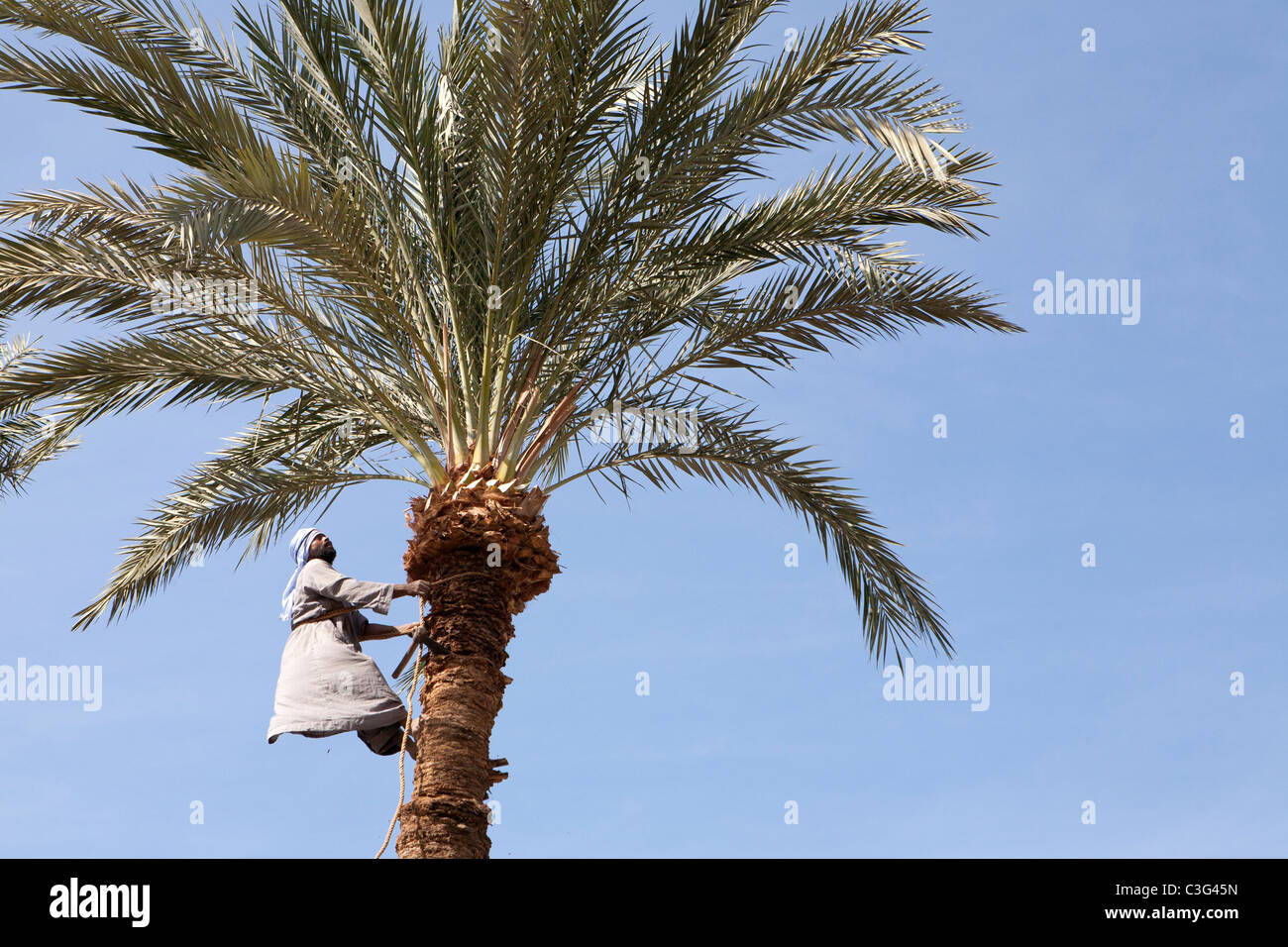 Pruning palm tree hi-res stock photography and images - Alamy