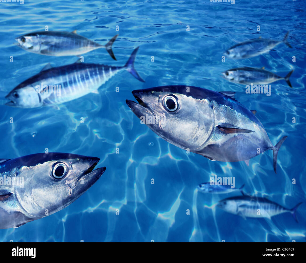 Bluefin tuna Thunnus thynnus fish school underwater swimming blue ocean ...