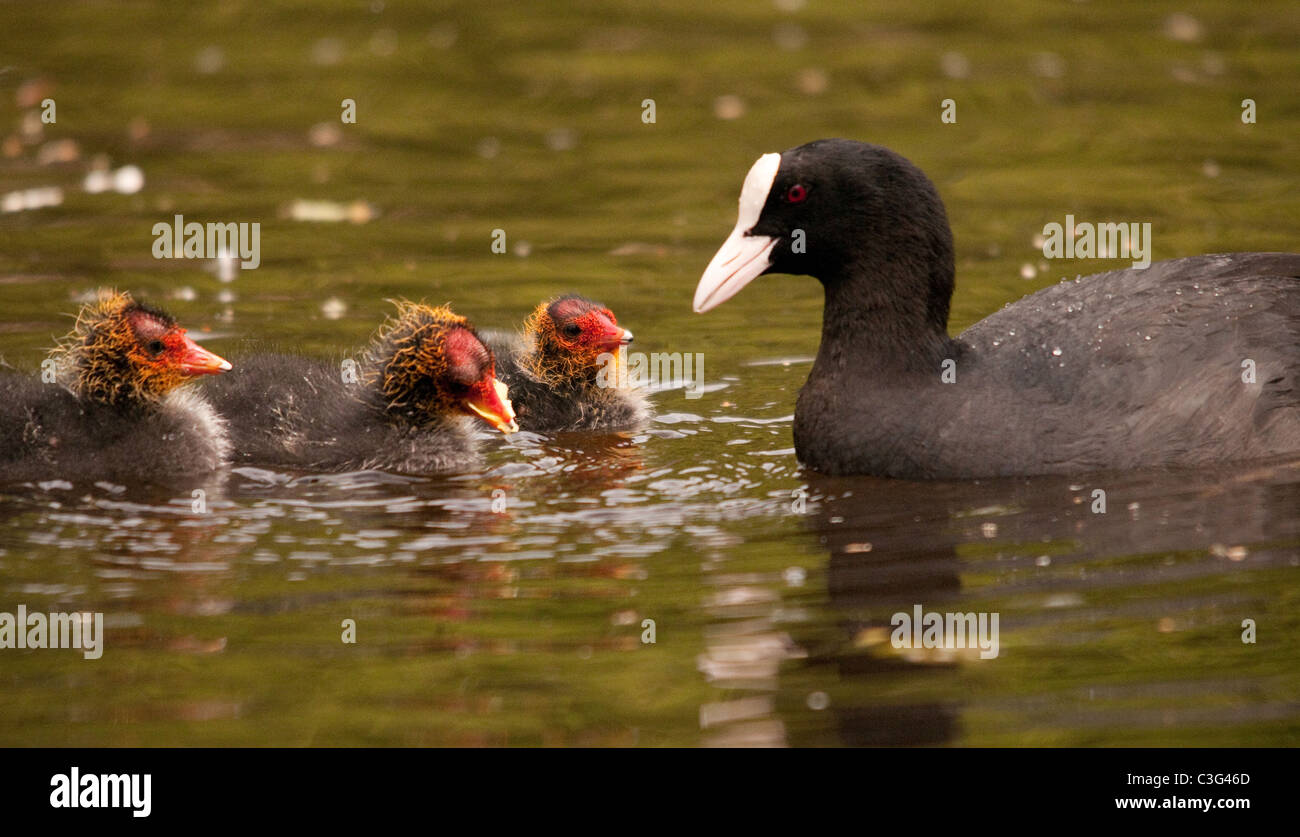 Adult coot and chick hi-res stock photography and images - Alamy