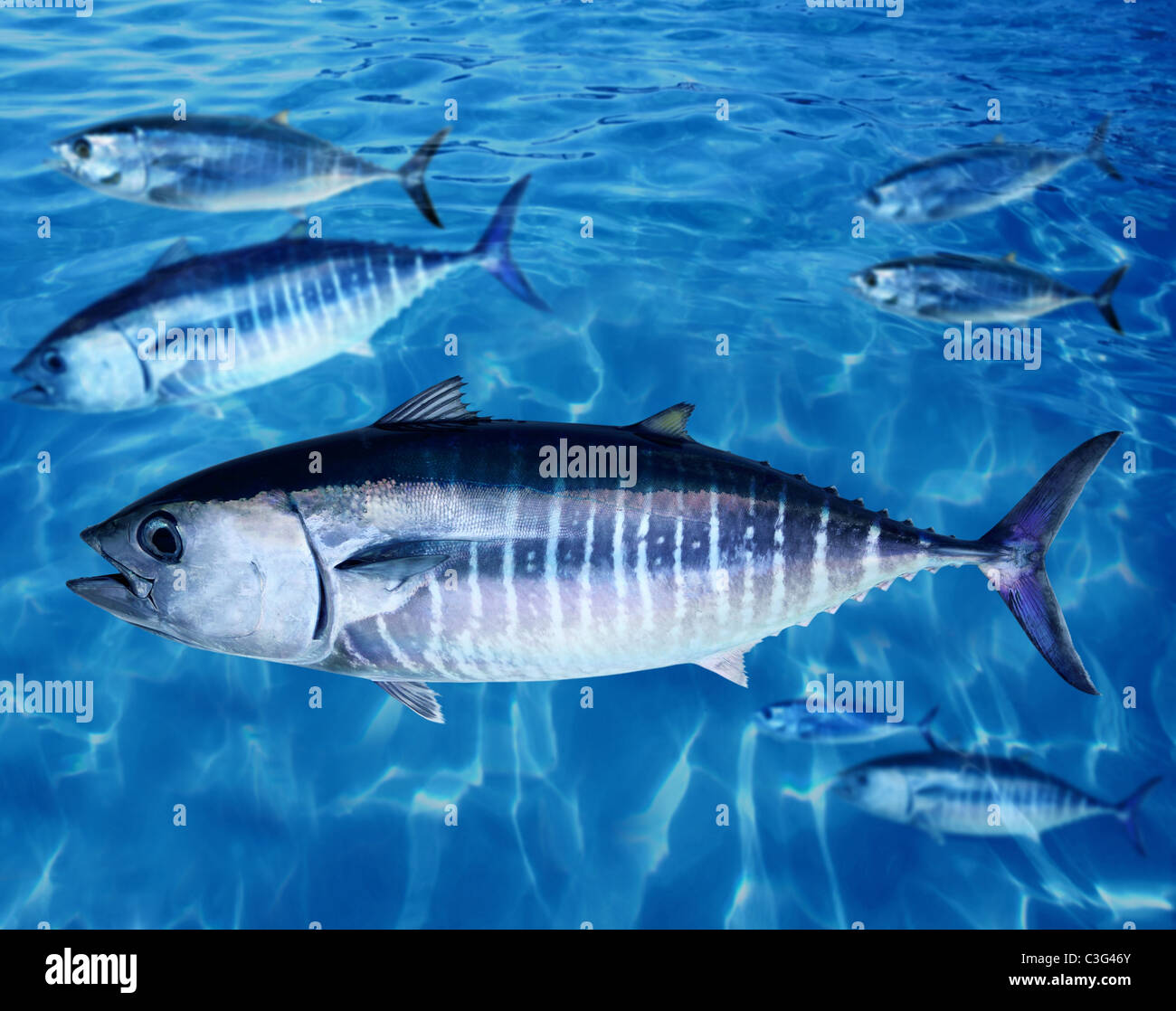 Bluefin tuna Thunnus thynnus fish school underwater swimming blue ocean ...