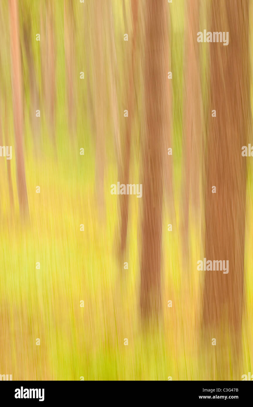 Woodland tree line hi-res stock photography and images - Alamy