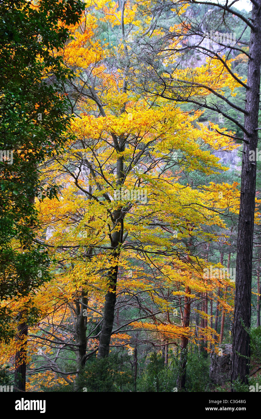 autumn fall colorful golden yellow leaves beech forest trees Stock ...