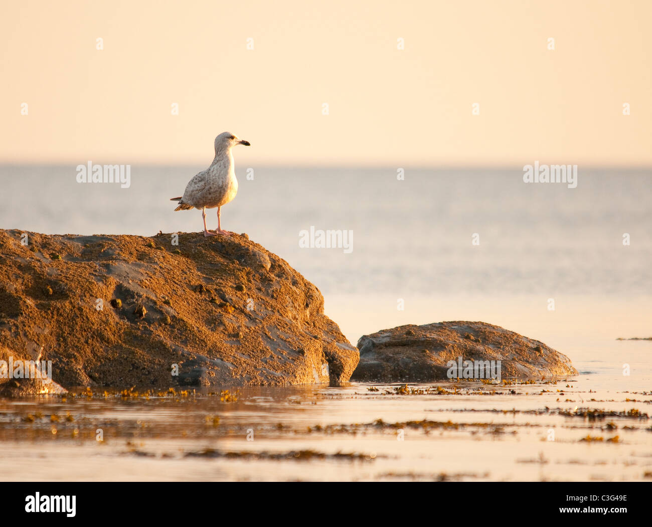 gull on rock during sunset Stock Photo - Alamy