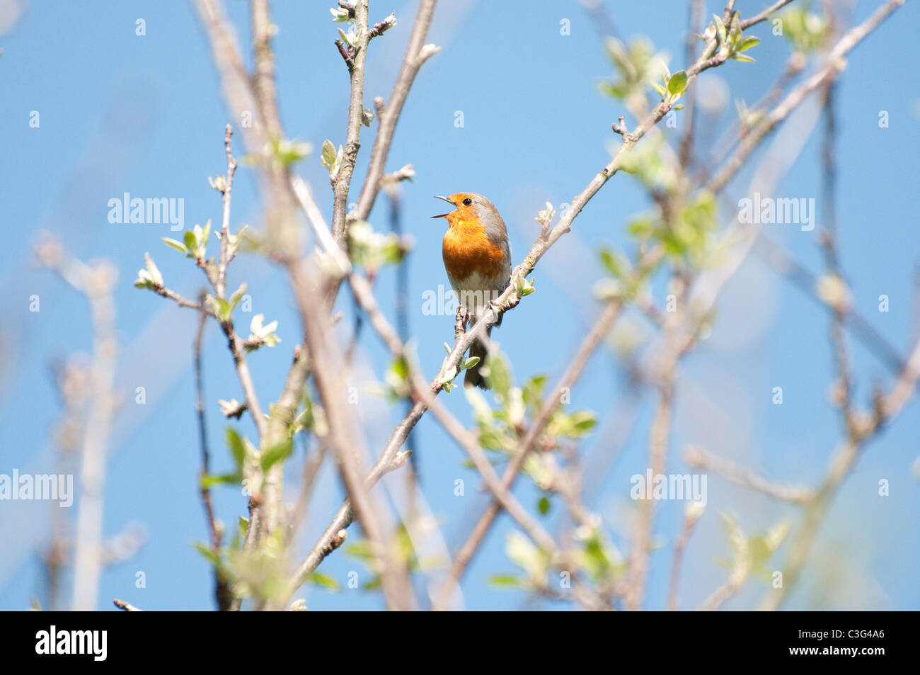 Robin in blossom tree hi-res stock photography and images - Alamy