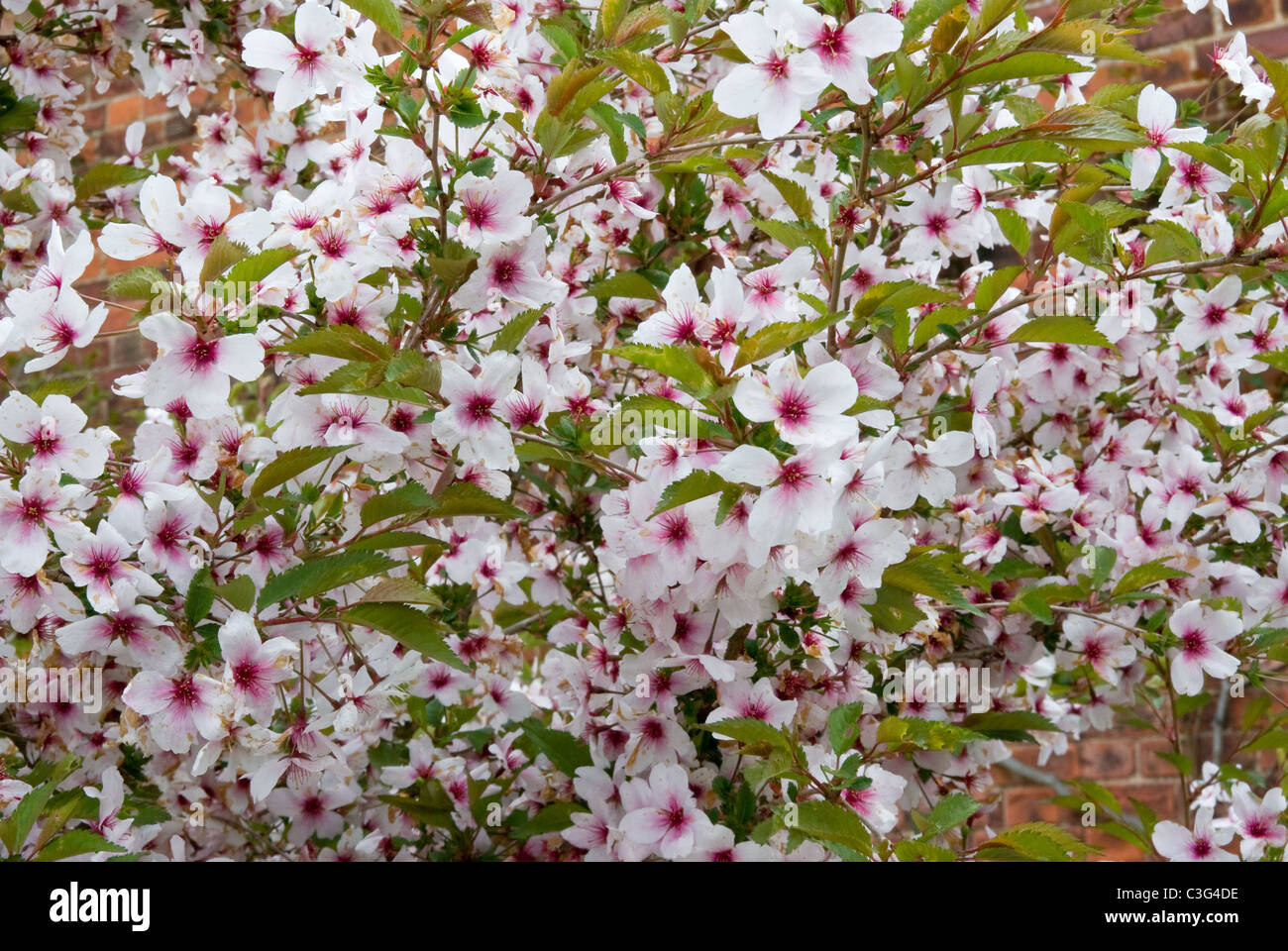 Prunus The Bride Stock Photo - Alamy