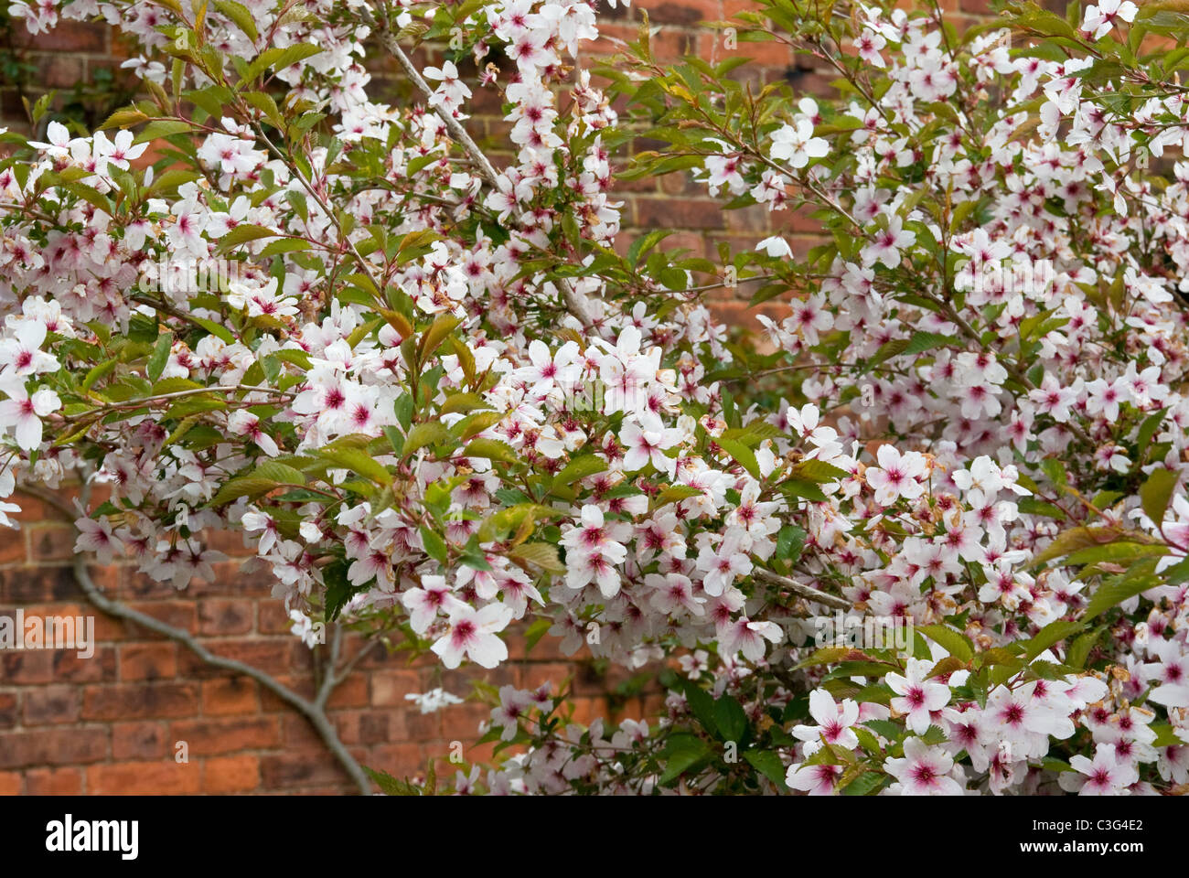 Prunus The Bride Stock Photo - Alamy