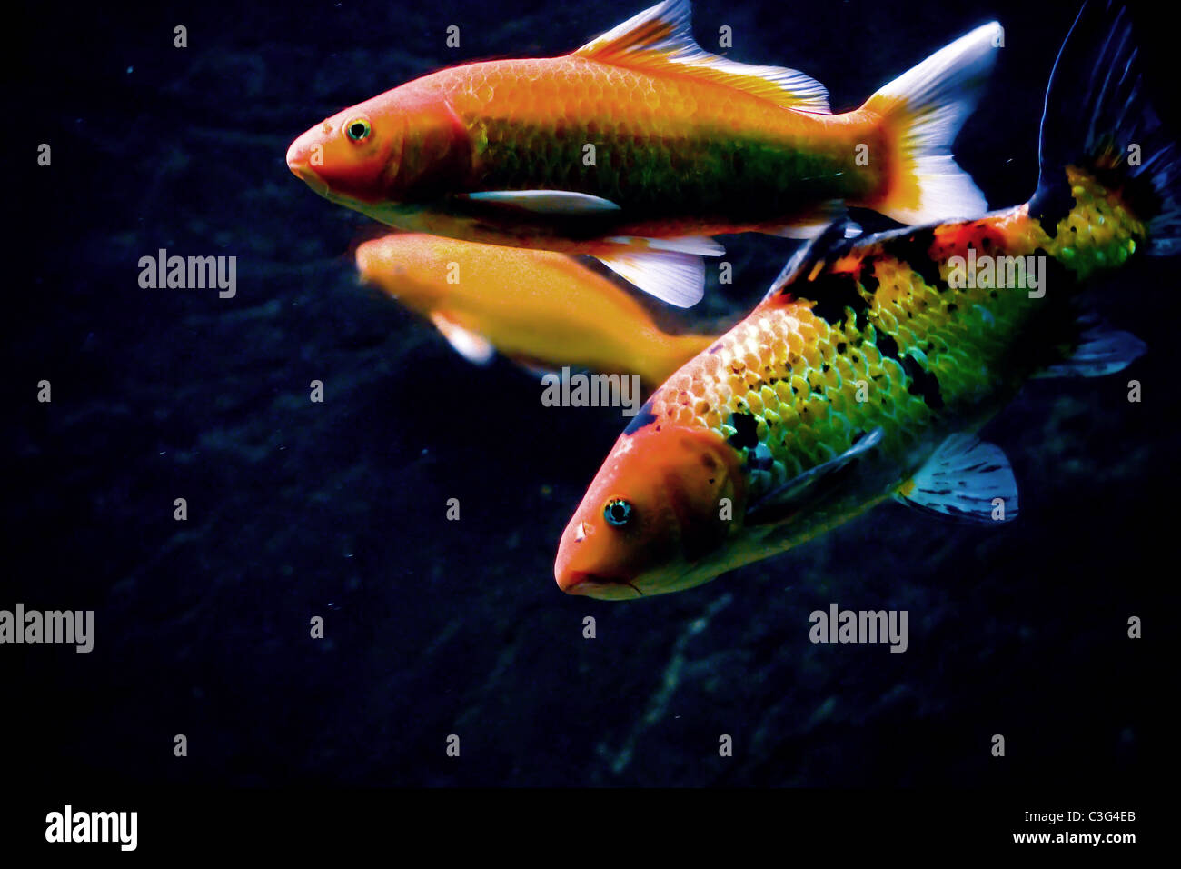 Colorful fish swimming together Stock Photo - Alamy