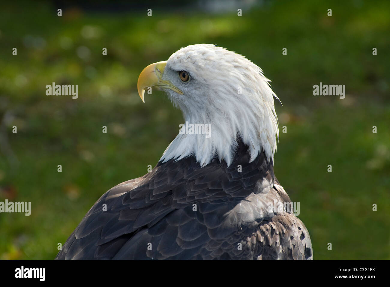 Photo of an Bald Eagle in profile Stock Photo - Alamy